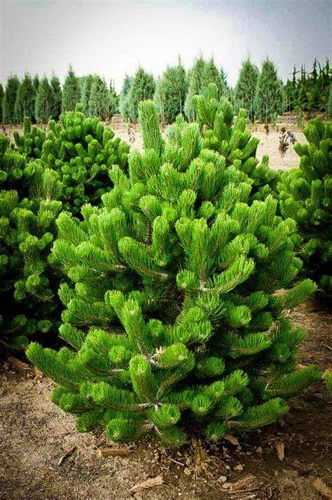 Austrian Pine Trees – unique-vintagesfs.com